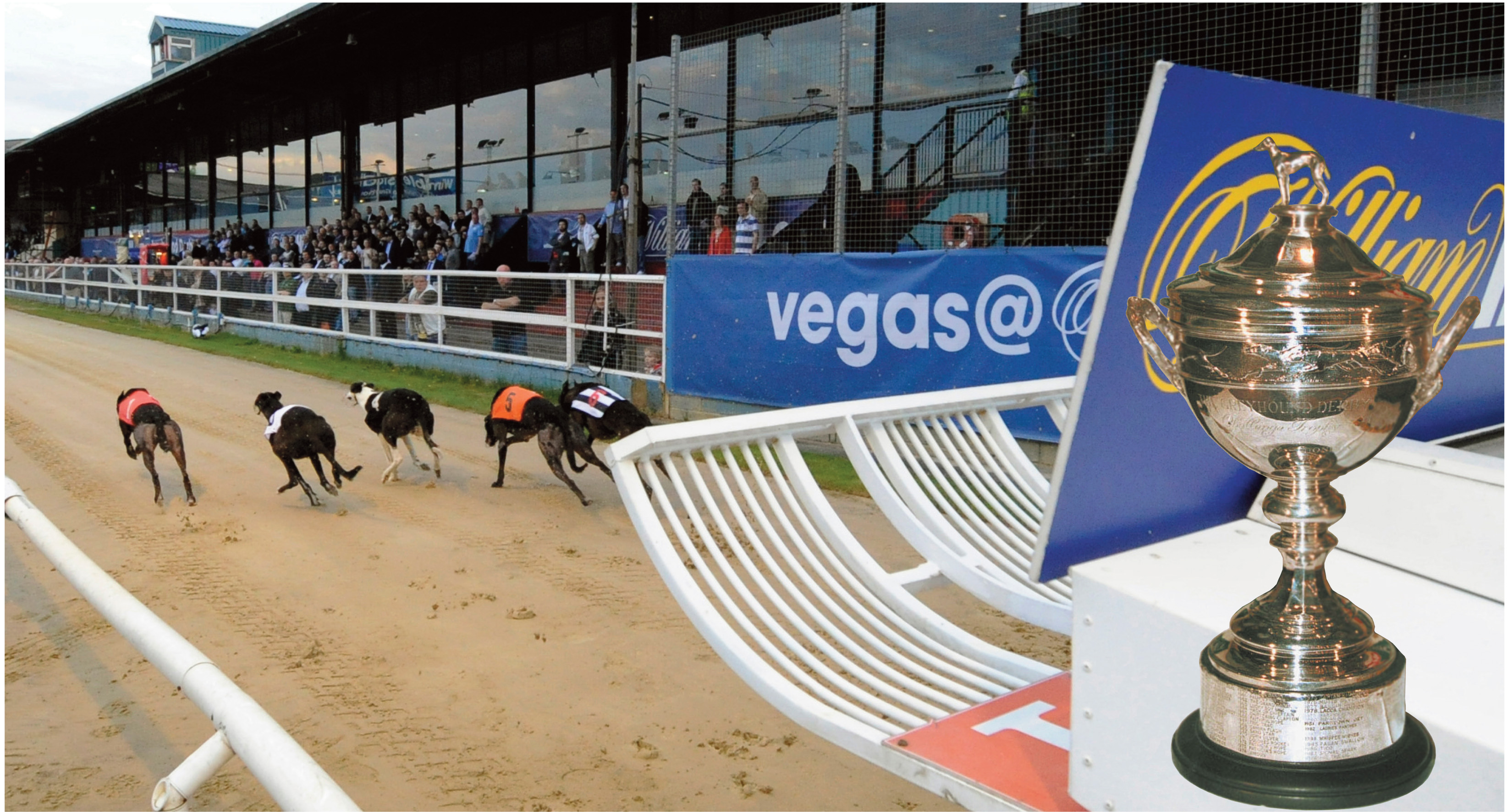 THE DERBY: HEATS 27-39 - Greyhound Star | News from the Greyhound Industry