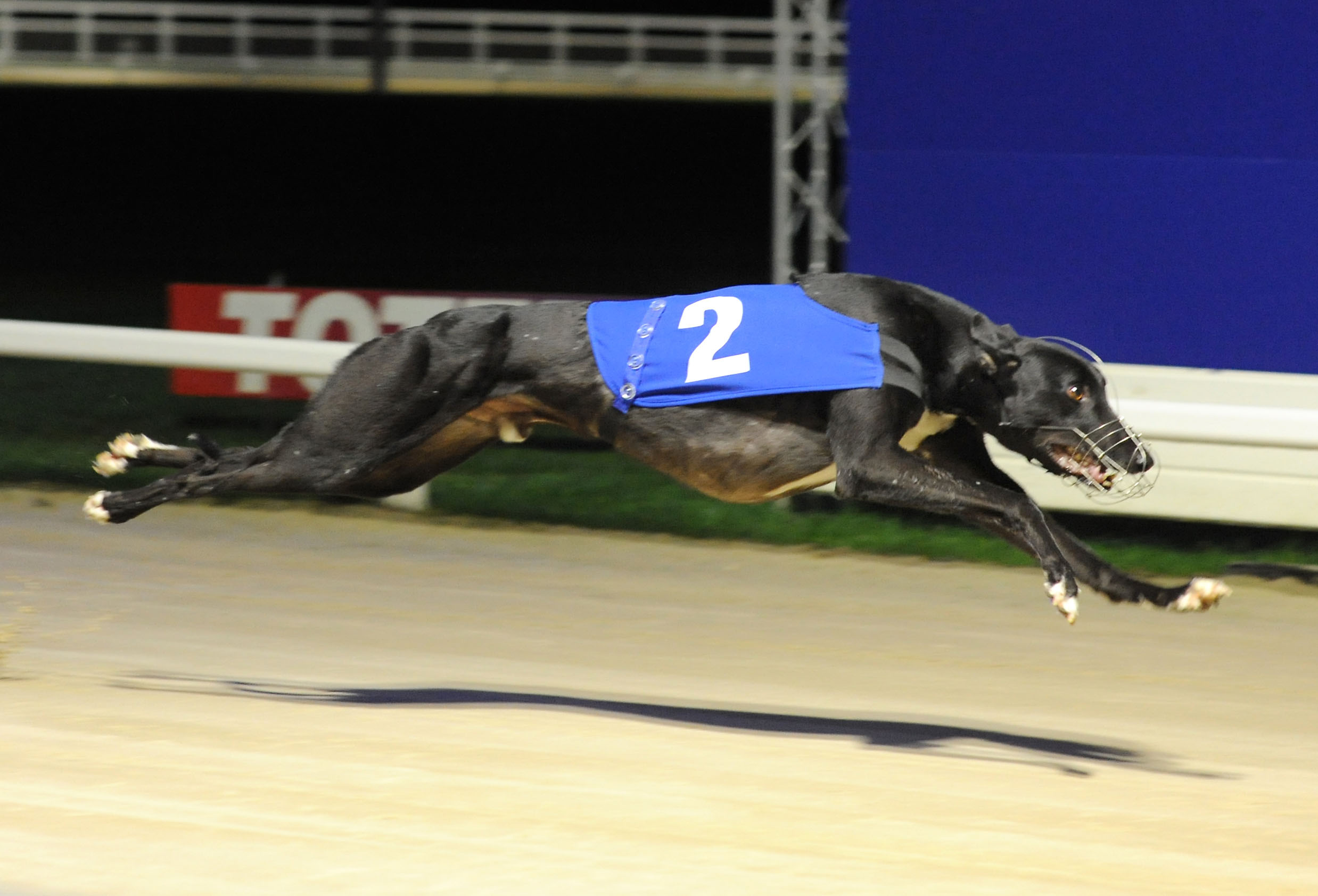 SPRINT ACE - UPDATED - Greyhound Star | News from the Greyhound Industry