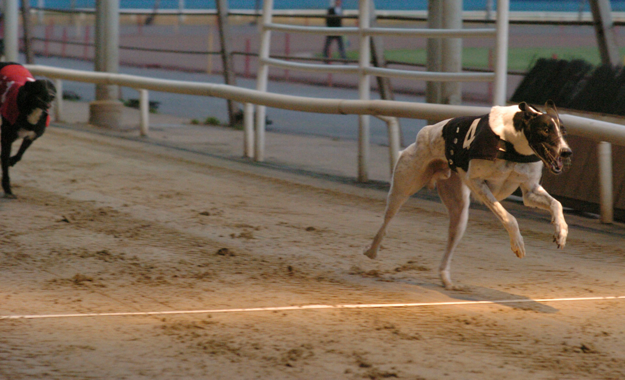 REMEMBER WHEN: APRIL - Greyhound Star | News from the Greyhound Industry