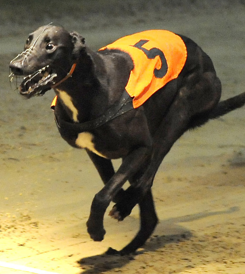 Barr opens every Friday - Greyhound Star | News from the Greyhound Industry