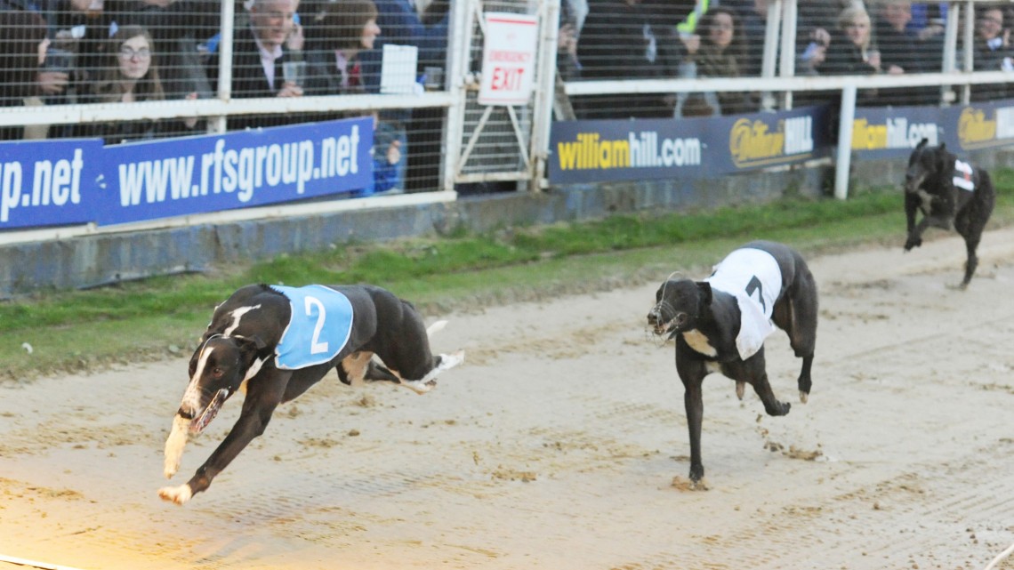 Macari won't be drawn - Greyhound Star | News from the Greyhound Industry