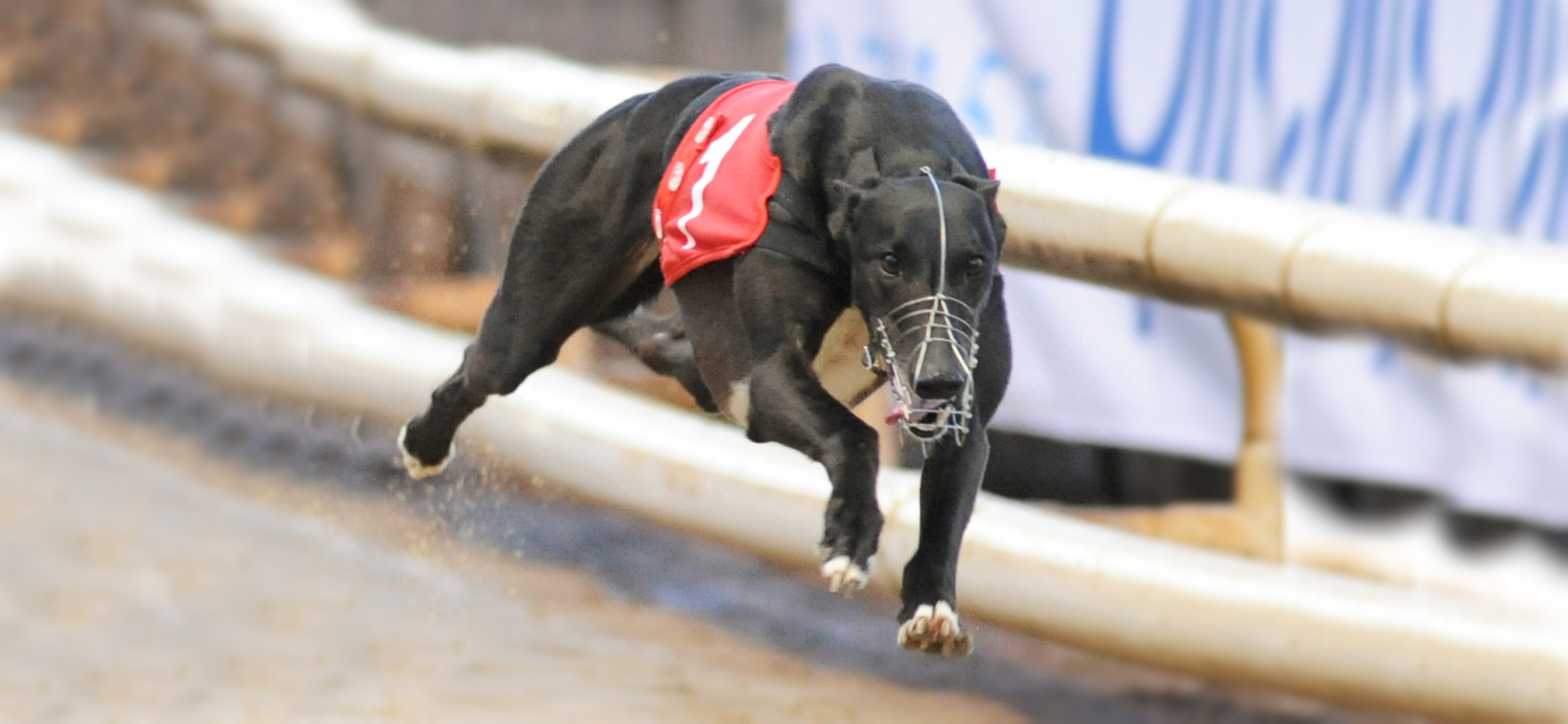 FASTEST OF YEAR - Greyhound Star | News from the Greyhound Industry