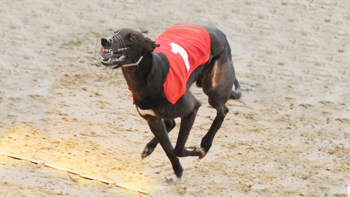 QUARTER FINAL REVIEW - Greyhound Star | News from the Greyhound Industry