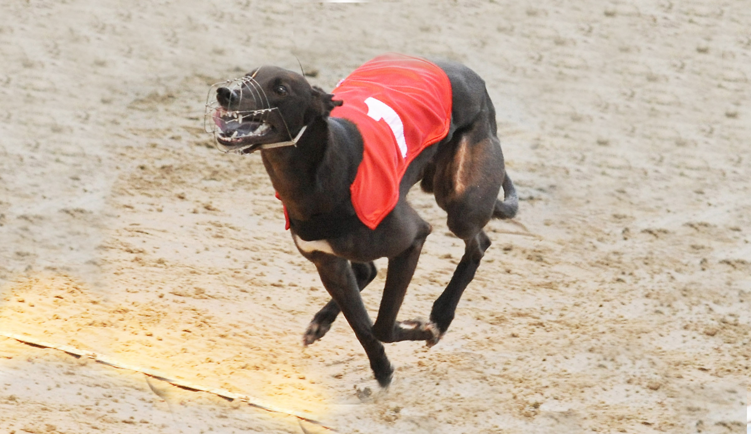 QUARTER FINAL REVIEW - Greyhound Star | News from the Greyhound Industry