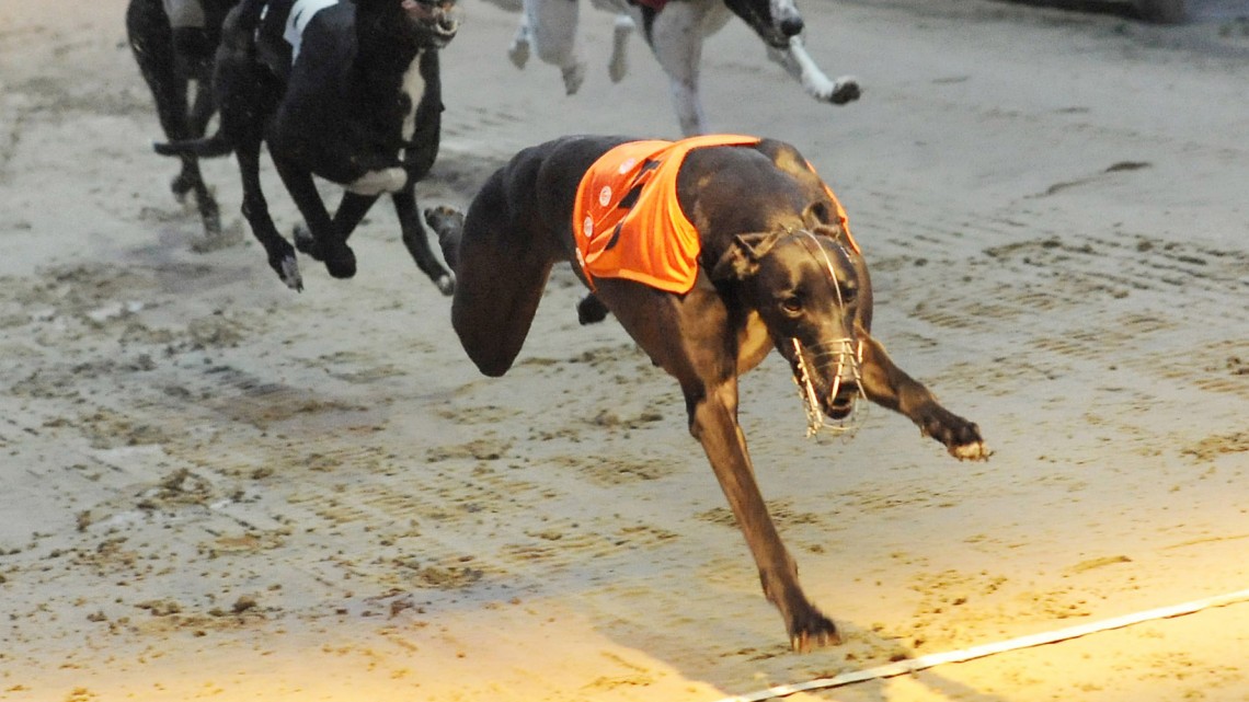 BROGAN BREAKS HOCK - SELECT UPDATE - Greyhound Star | News from the ...