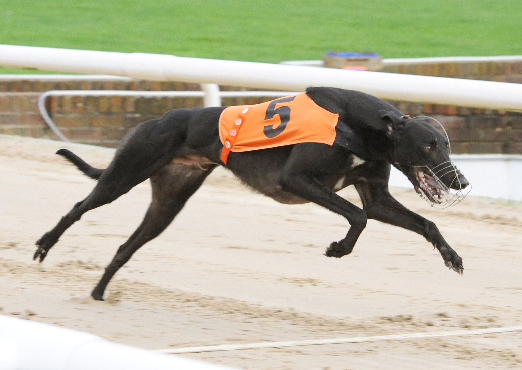 FASTEST OF YEAR - Greyhound Star | News from the Greyhound Industry