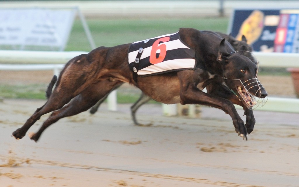 SHADOW THROUGH - Greyhound Star | News from the Greyhound Industry