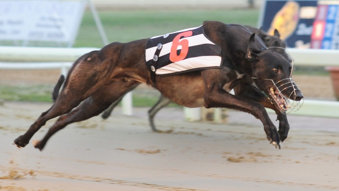 Broken hock for Shadow as Lister team is decimated - Greyhound Star ...