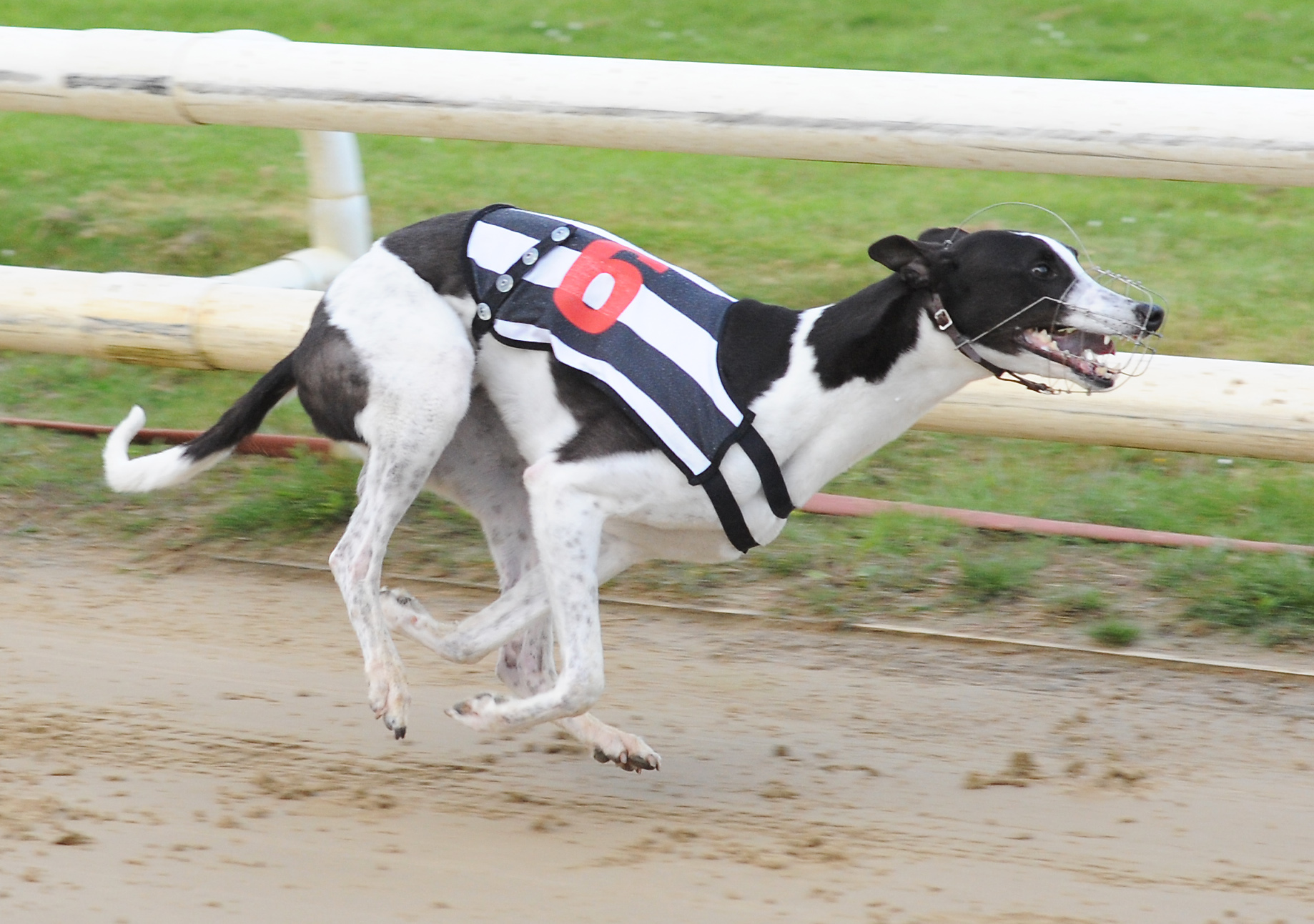 New June record - Greyhound Star | News from the Greyhound Industry