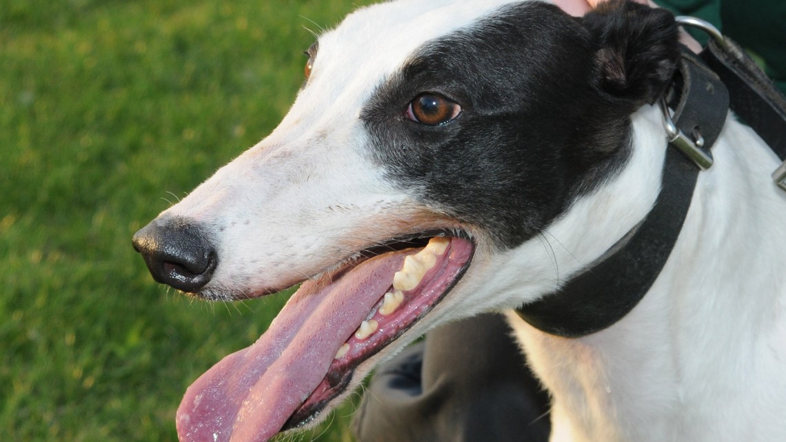 Dave's double but it's looking like Bonnie again - Greyhound Star ...