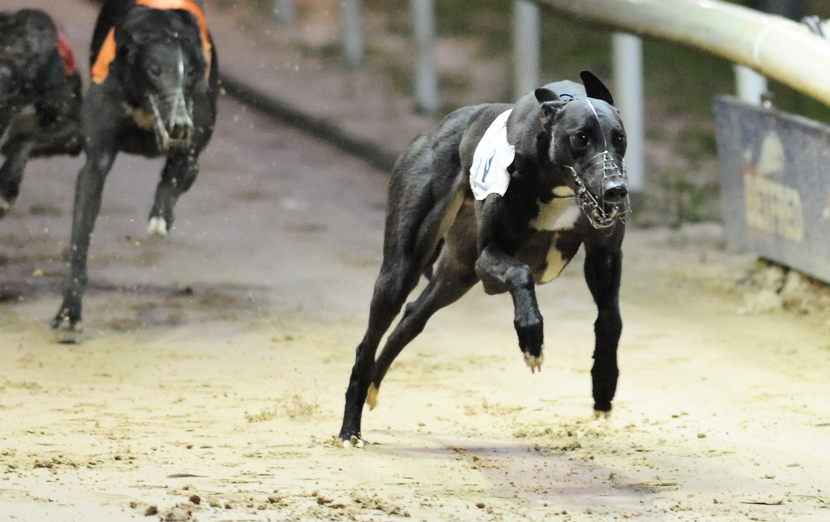 Monmore meeting will be pure Gold - Greyhound Star | News from the ...