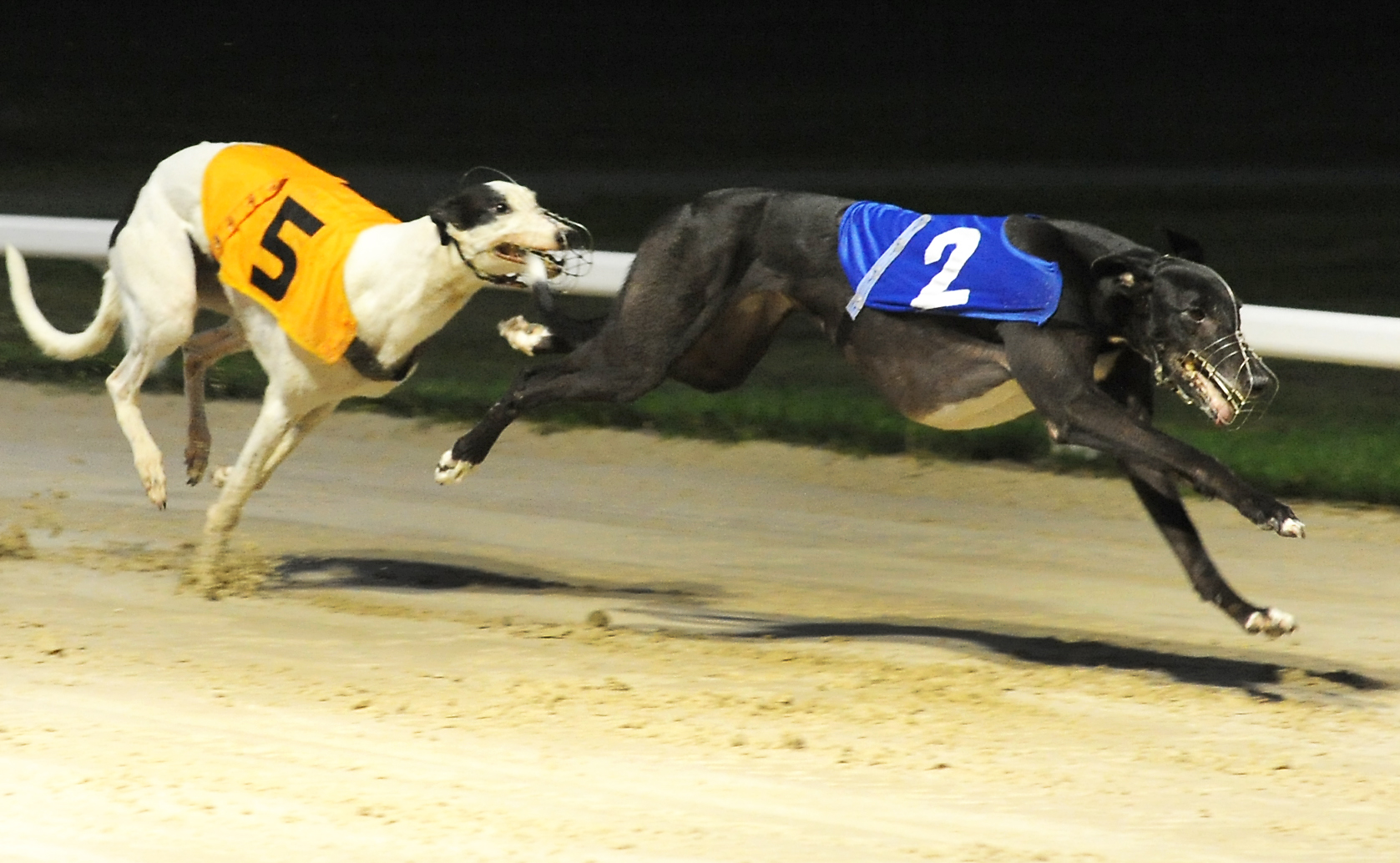 MINDY THE TV STAR - Greyhound Star | News from the Greyhound Industry
