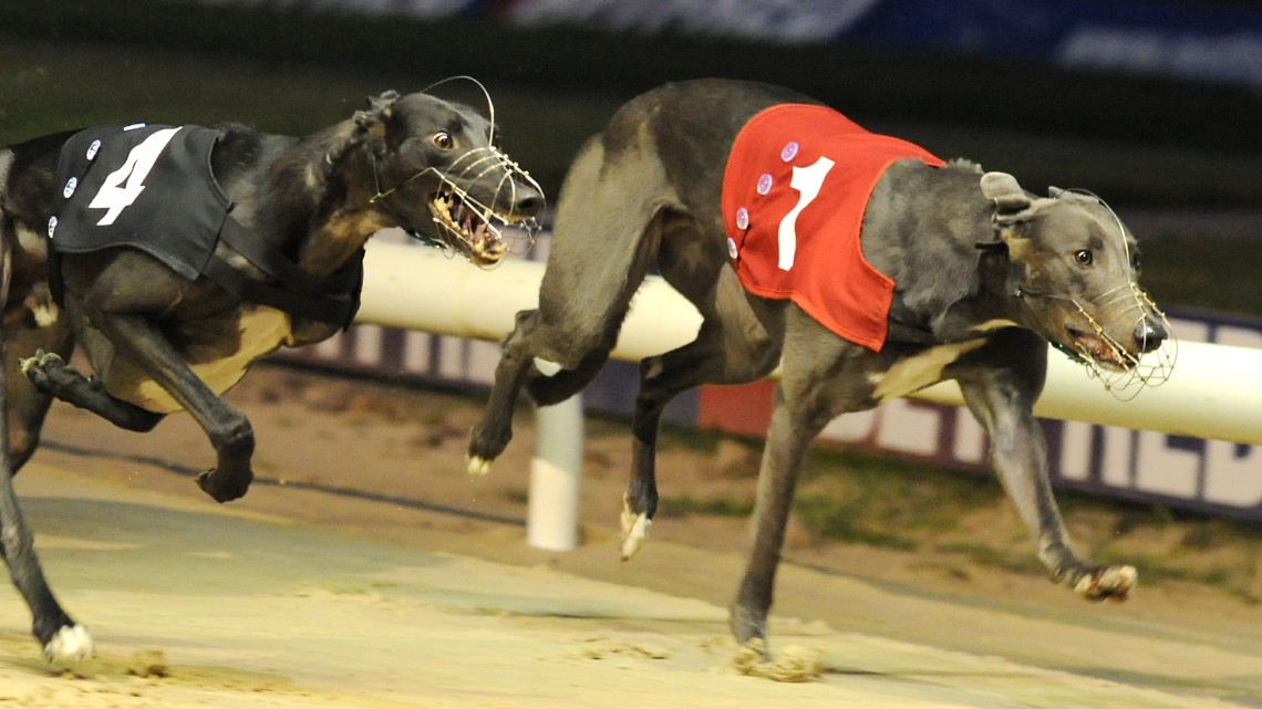 Bluebird flies in Nottingham Classic - Greyhound Star | News from the ...