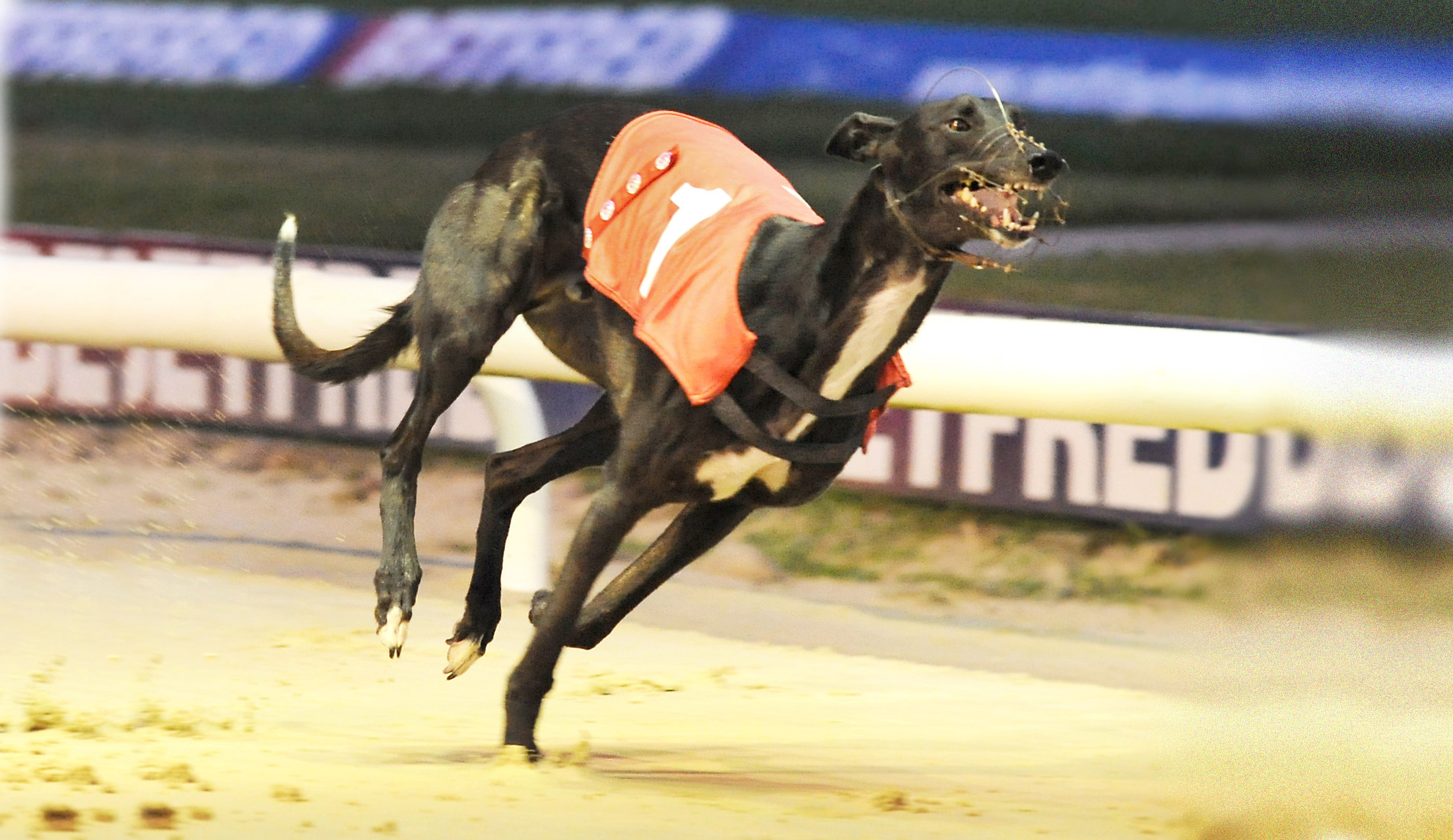 NOTTINGHAM CLASSIC SEMI PREVIEW - Greyhound Star | News from the ...