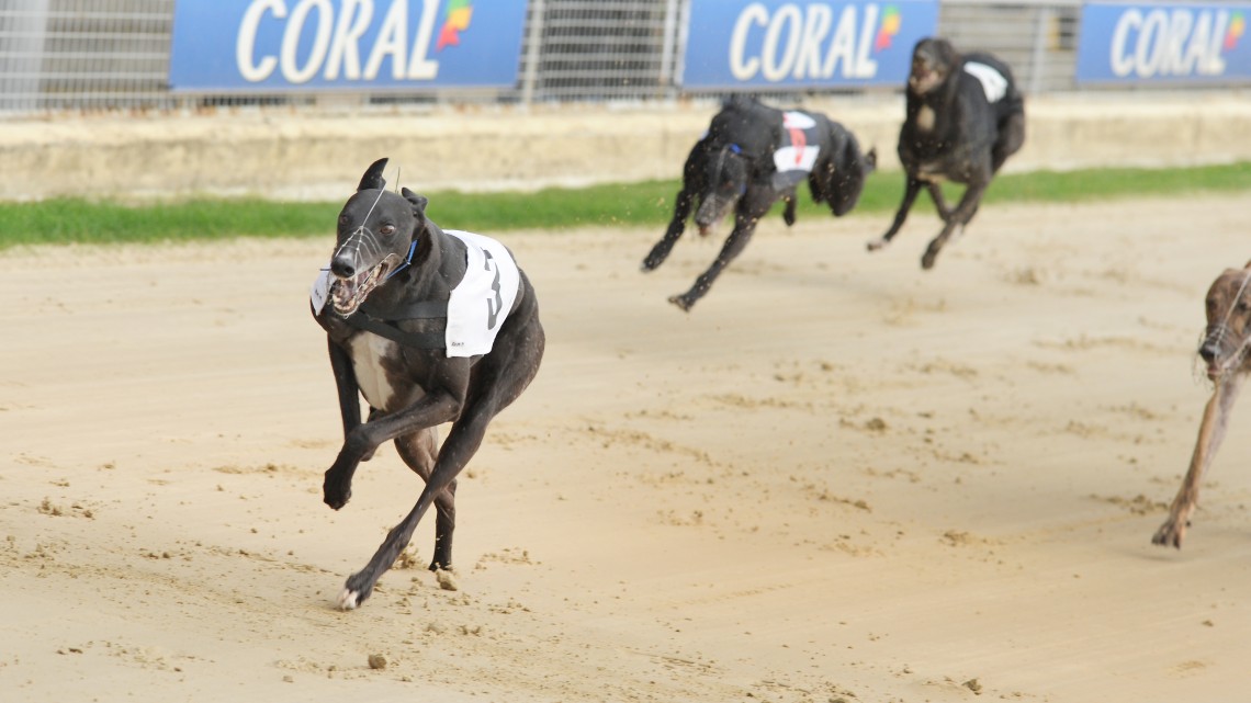 ROMFORD CONSOLIDATE - Greyhound Star | News from the Greyhound Industry