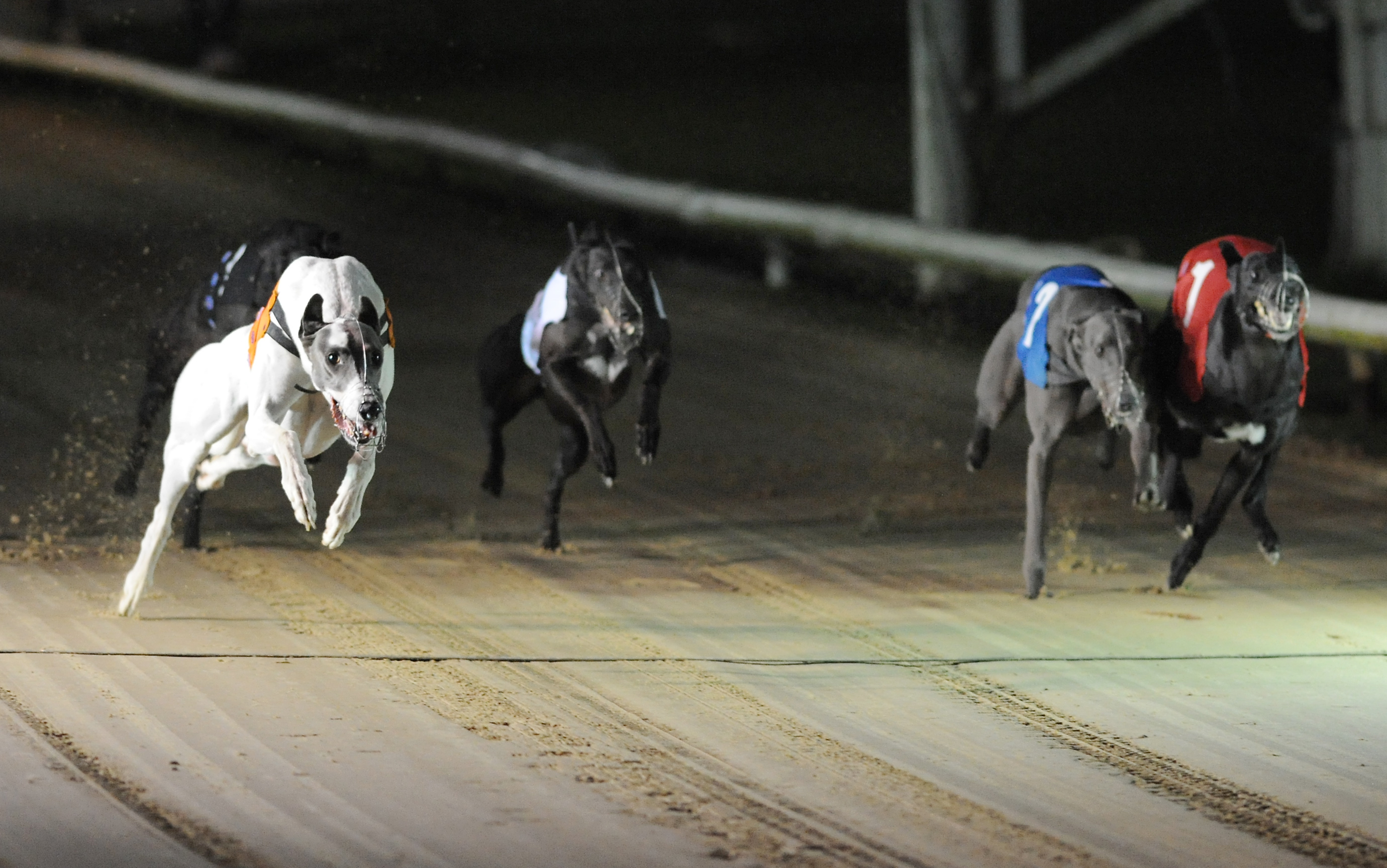 SANTI FASTEST SCORER AT HENLOW - UPDATE/TRAP DRAWS - Greyhound Star ...