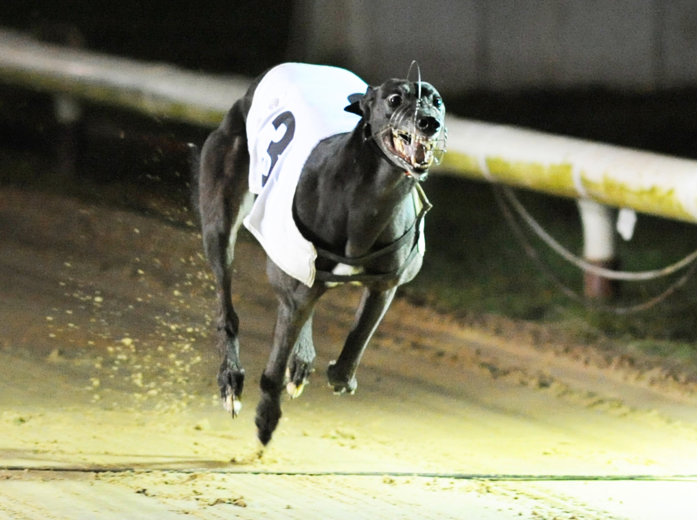 SANTI FASTEST SCORER AT HENLOW - UPDATE/TRAP DRAWS - Greyhound Star ...