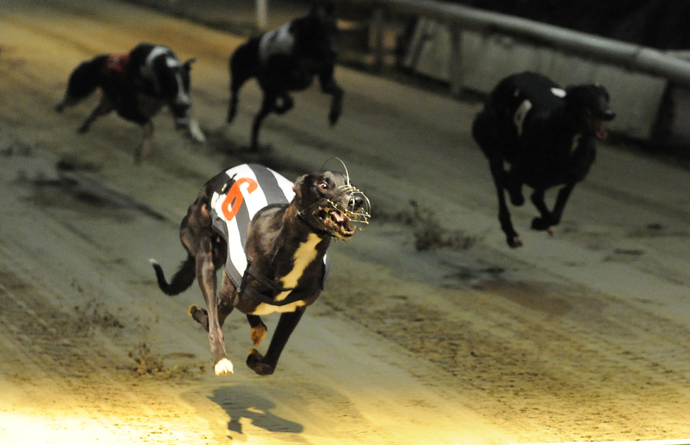 LEGER QUARTER FINALS PREVIEW - Greyhound Star | News from the Greyhound ...