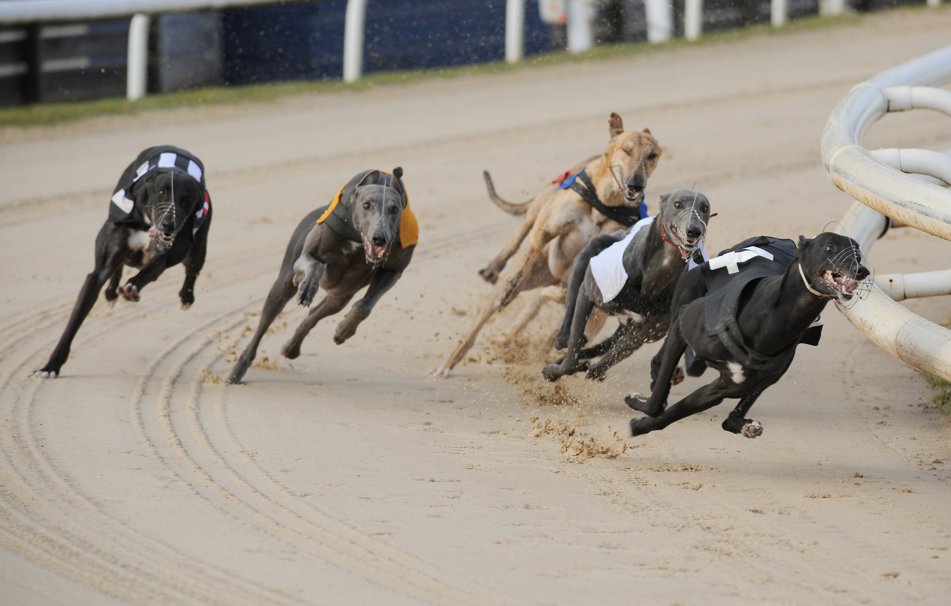 NEWCASTLE BIG WIN AT HOME - Greyhound Star | News from the Greyhound ...