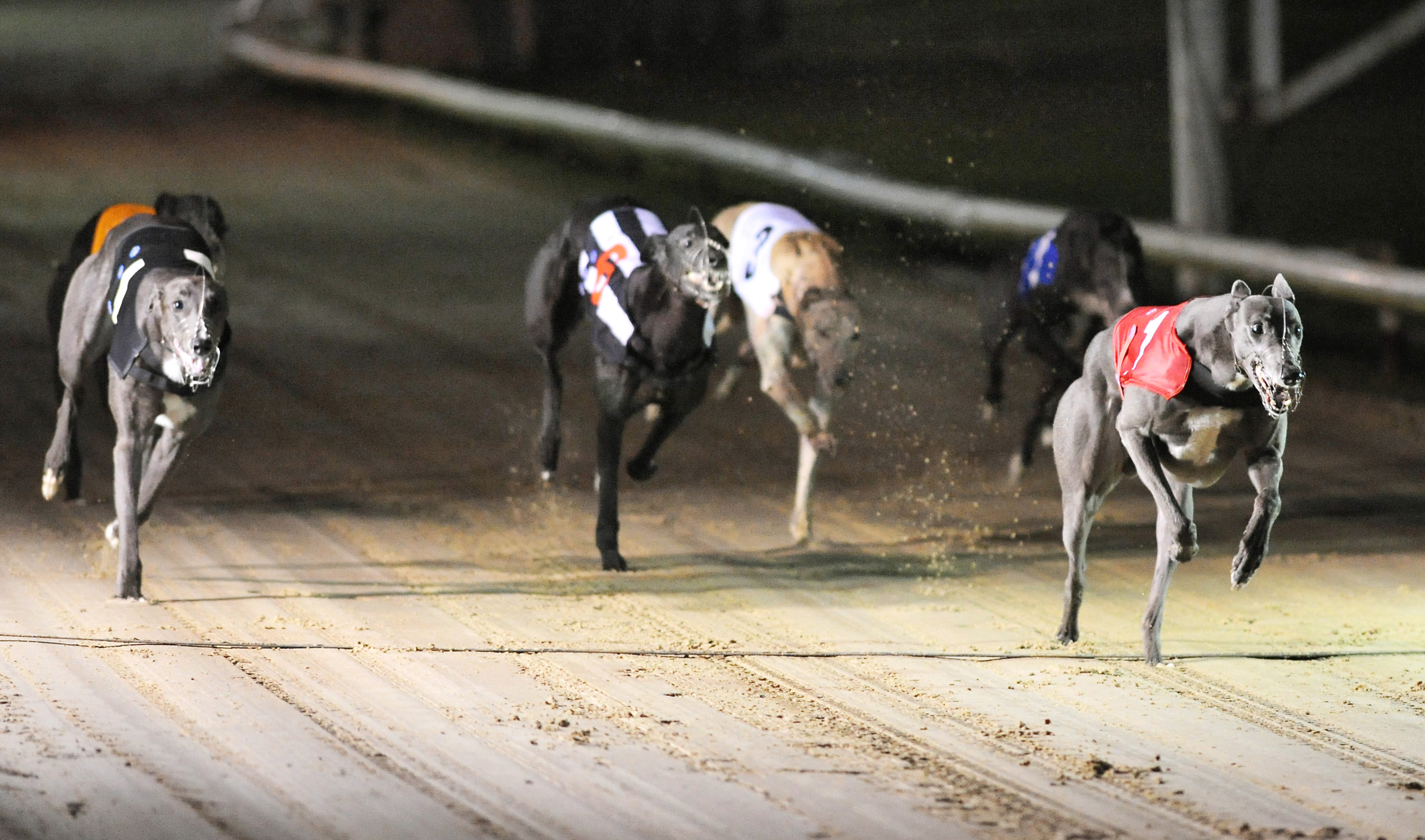 SANTI FASTEST SCORER AT HENLOW - UPDATE/TRAP DRAWS - Greyhound Star ...