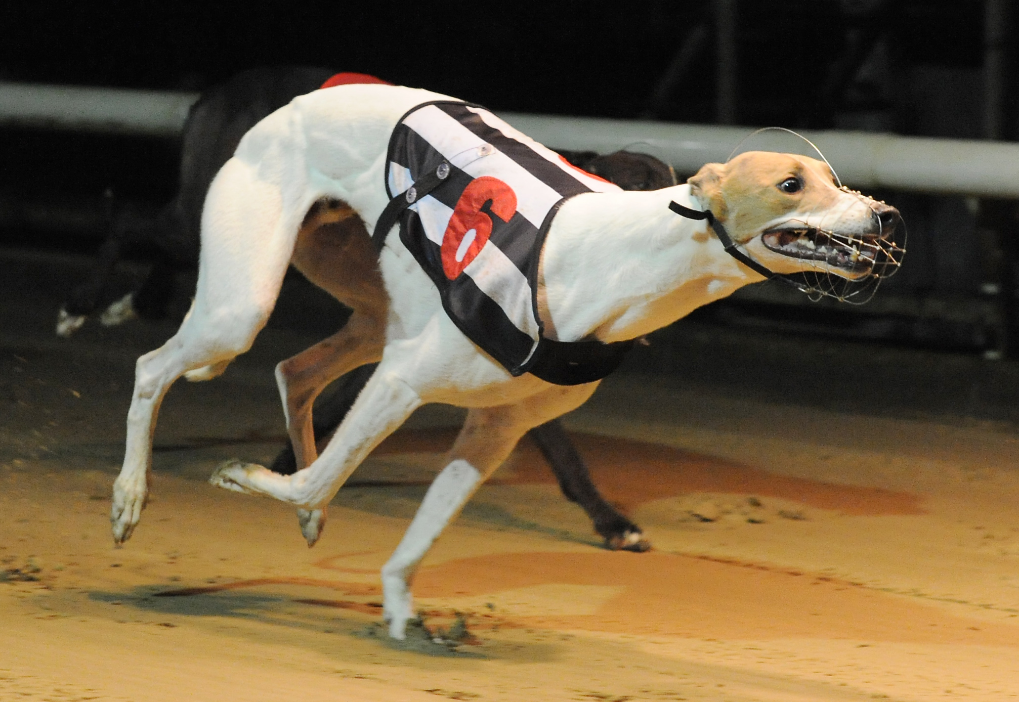 POWERFUL PETERBOROUGH STRIKE AT YARMOUTH - Greyhound Star | News from ...