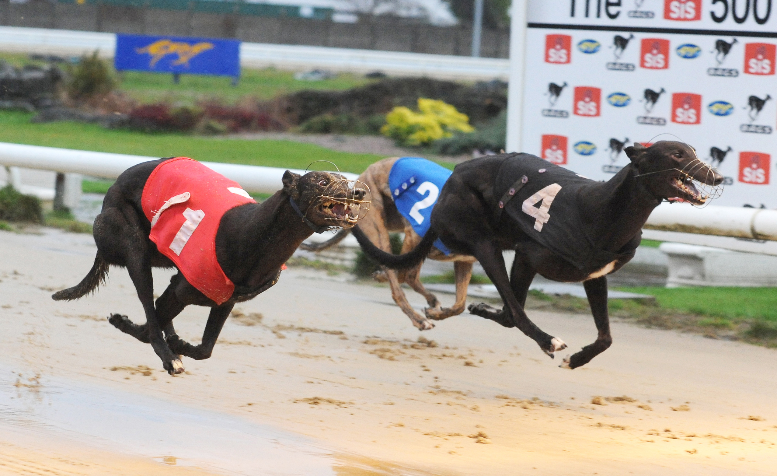 TOWCESTER THROUGH - HALL GREEN KEEP CHANCES ALIVE - Greyhound Star ...