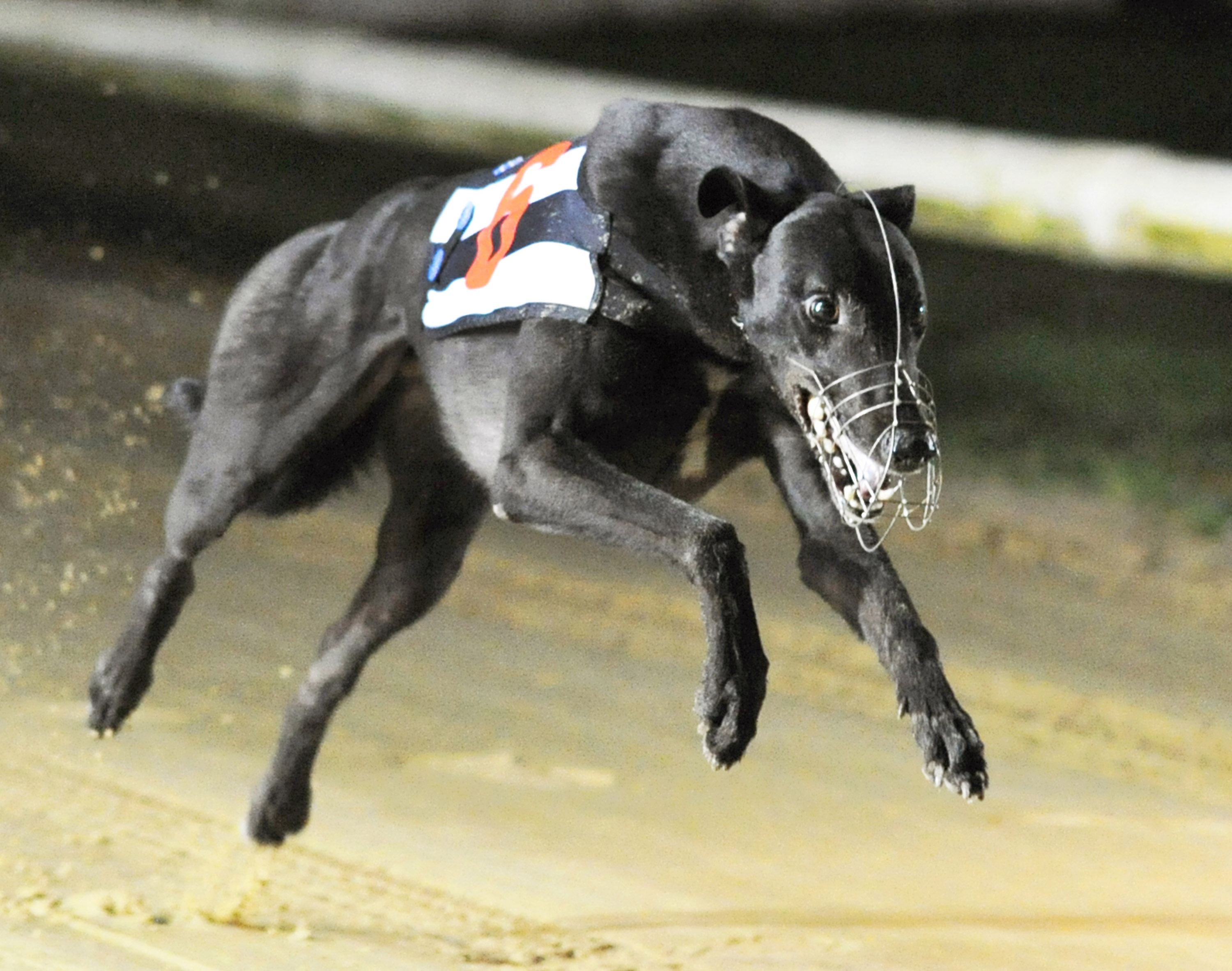 Forget the clock at Henlow - Greyhound Star | News from the Greyhound ...