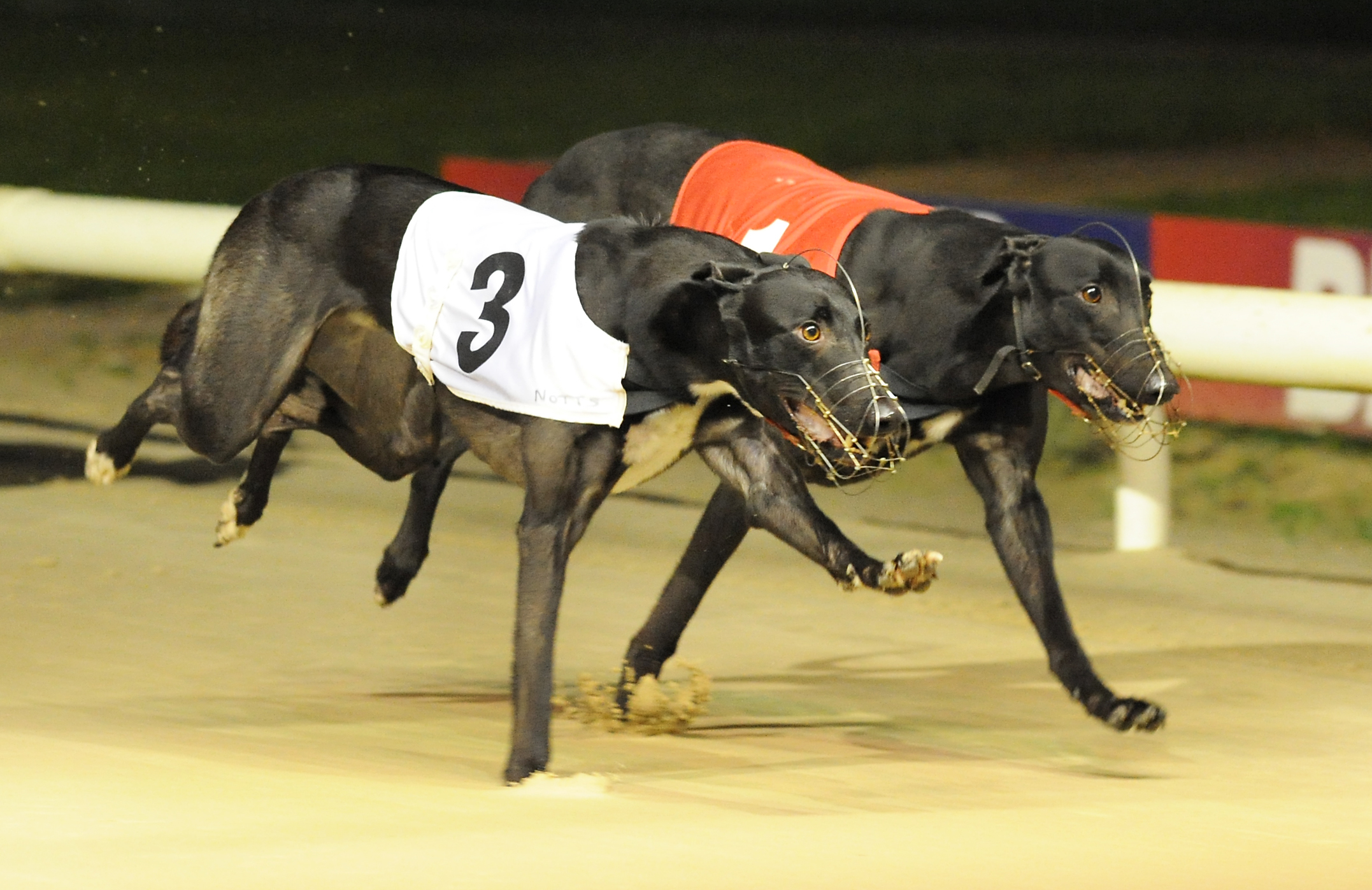 JET IS NATIONAL SPRINT CHAMP - Greyhound Star | News from the Greyhound ...