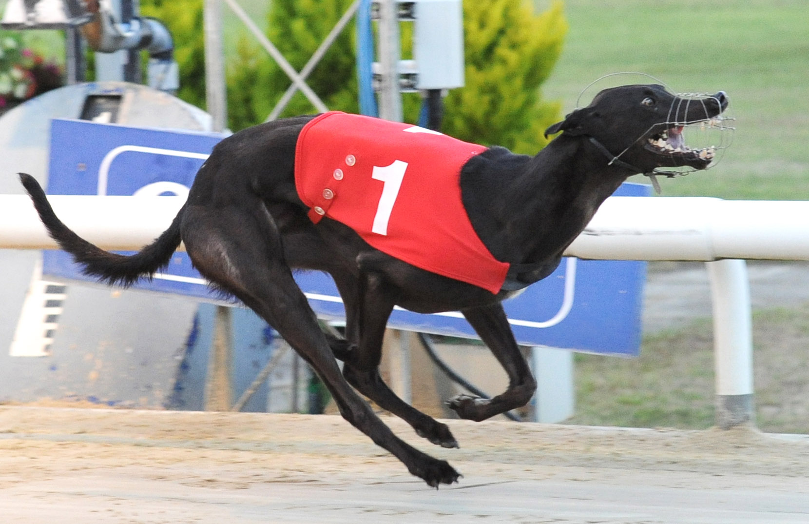 MASTER'S RACE - Greyhound Star | News from the Greyhound Industry
