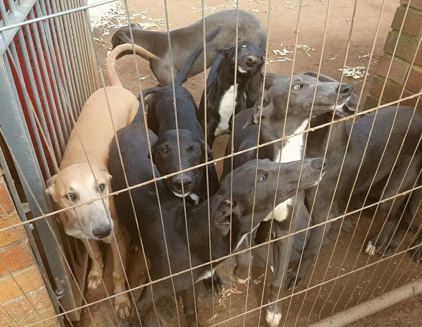 MASTER RACE RETURN? - Greyhound Star | News from the Greyhound Industry