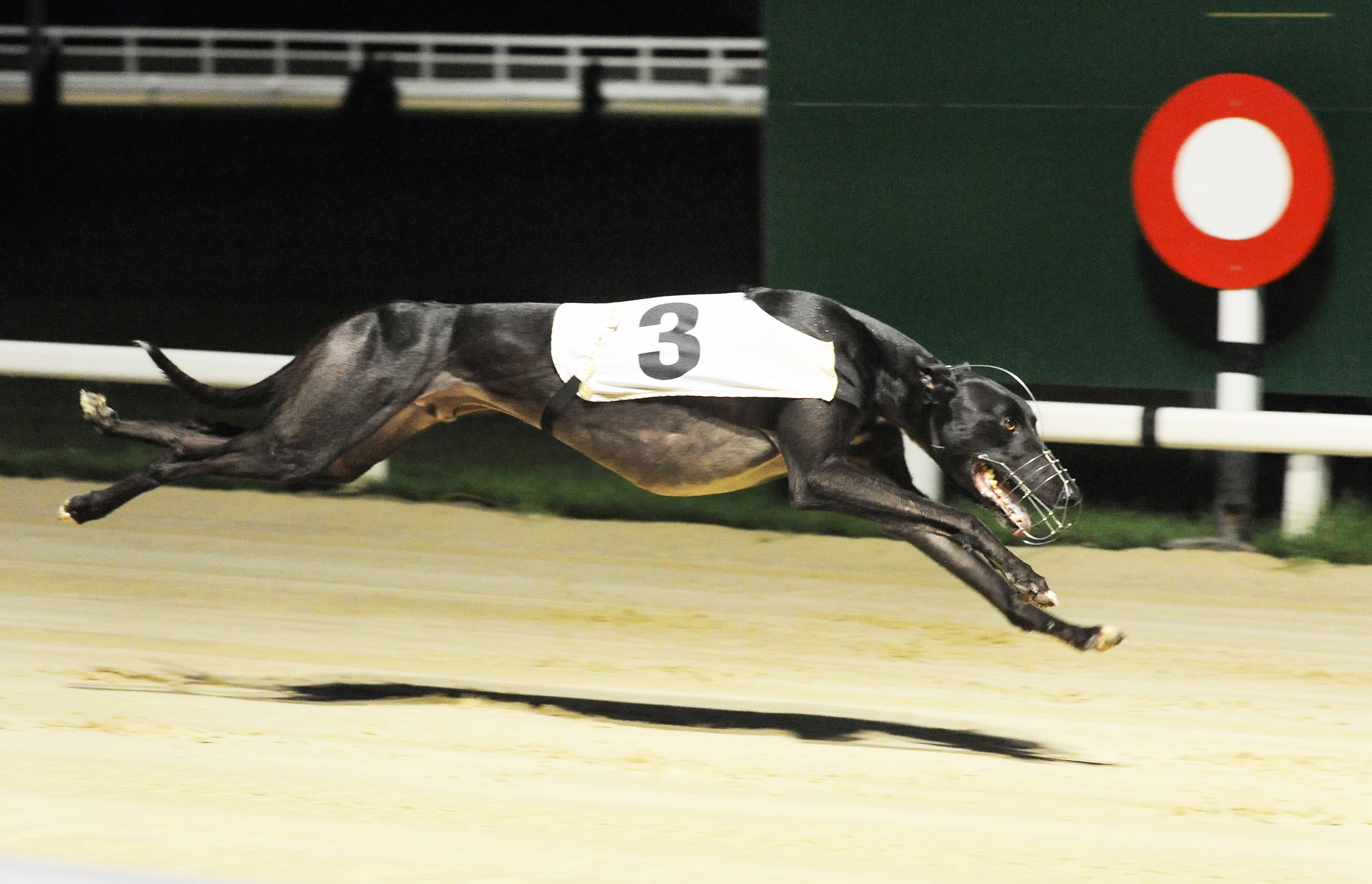 MORE 4 CHAMP AND CHAMP - Greyhound Star | News from the Greyhound Industry
