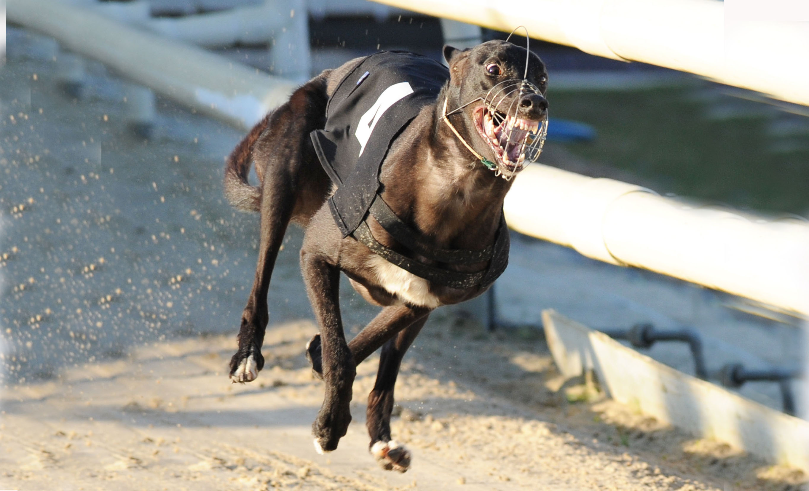 FASTEST OF YEAR - Greyhound Star | News from the Greyhound Industry