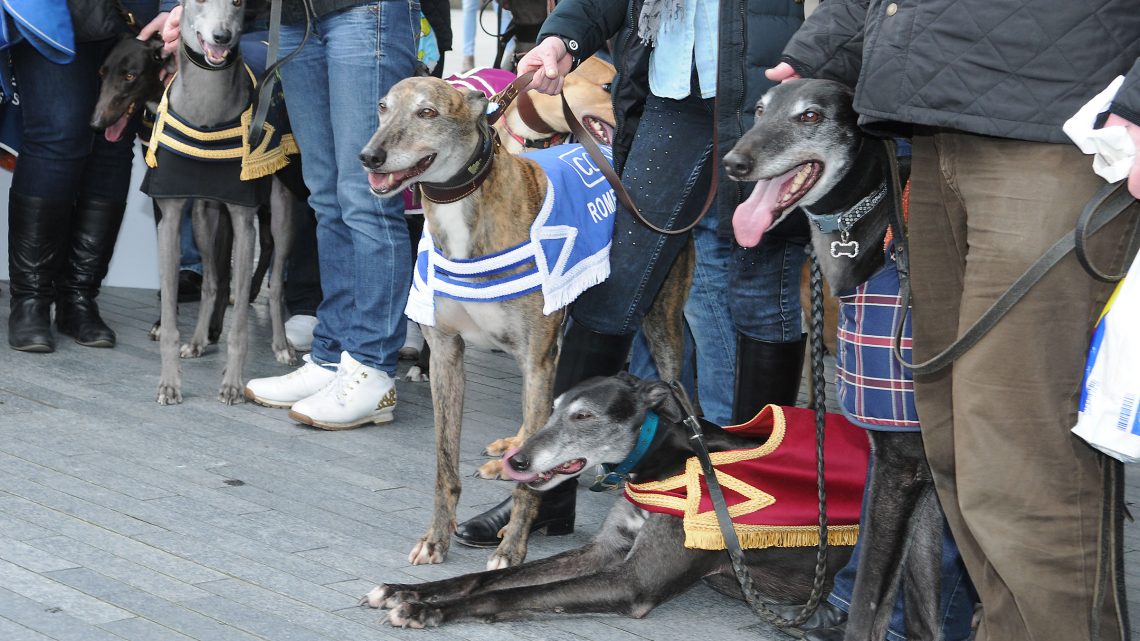 MAJOR WELFARE GROUP SUPPORT LIPSEY - Greyhound Star | News from the ...