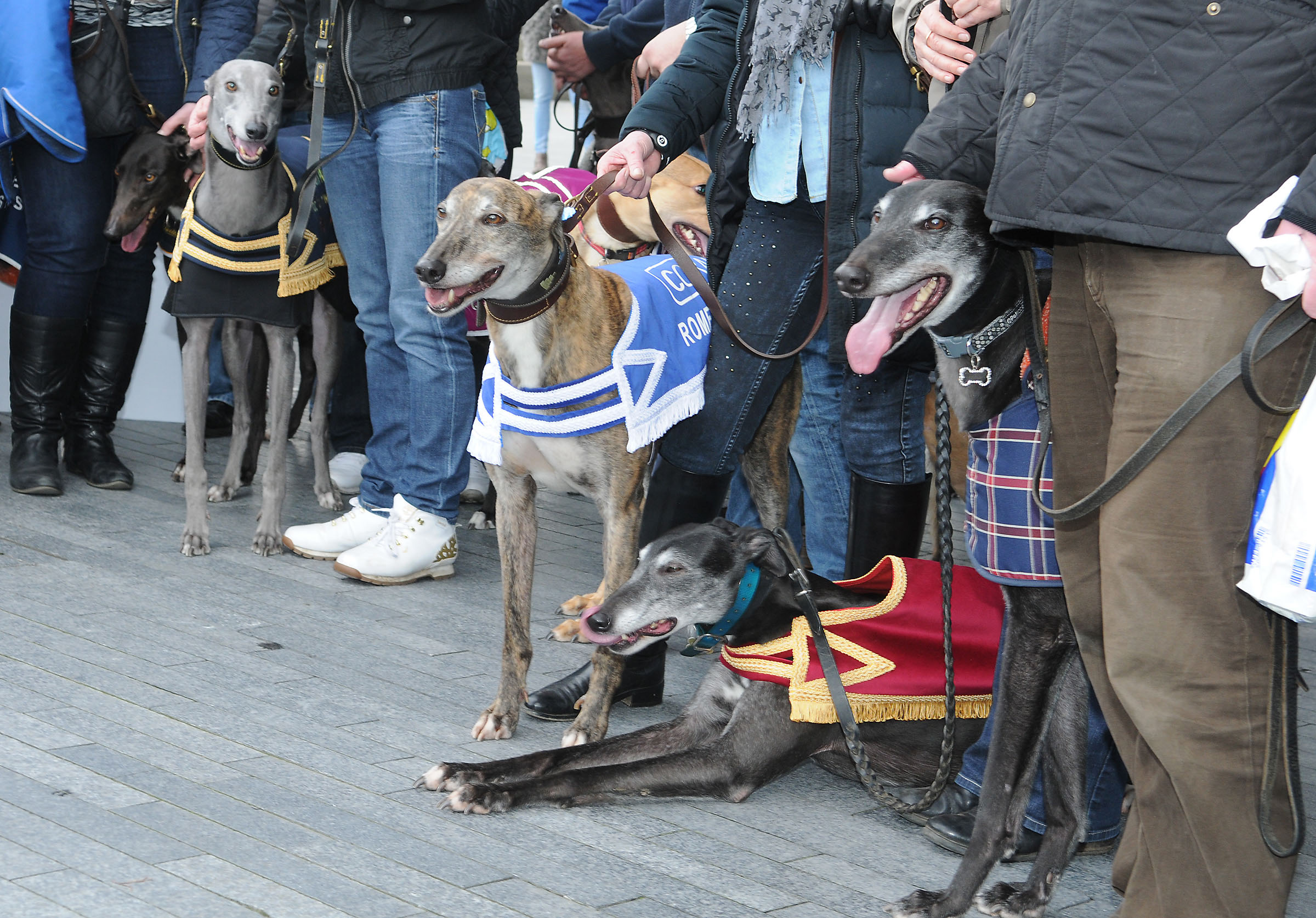 MAJOR WELFARE GROUP SUPPORT LIPSEY - Greyhound Star | News from the ...