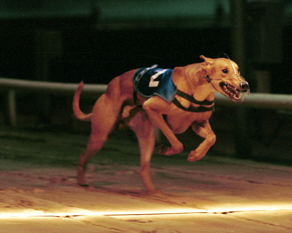 FASTEST OF YEAR - Greyhound Star | News from the Greyhound Industry
