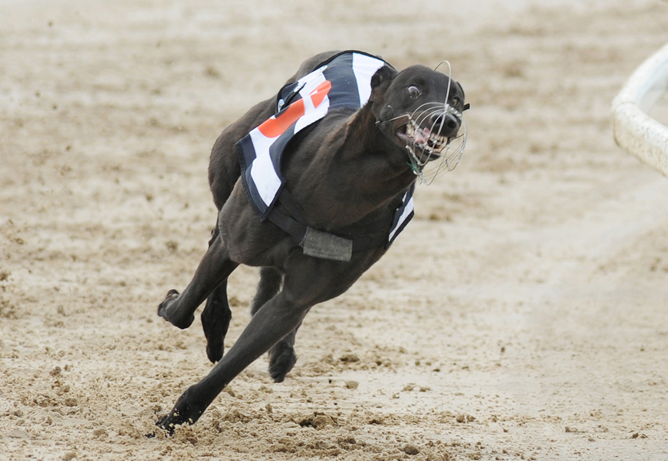 DERBY TRIALS AND COMPLETE ENTRIES - Greyhound Star | News from the ...