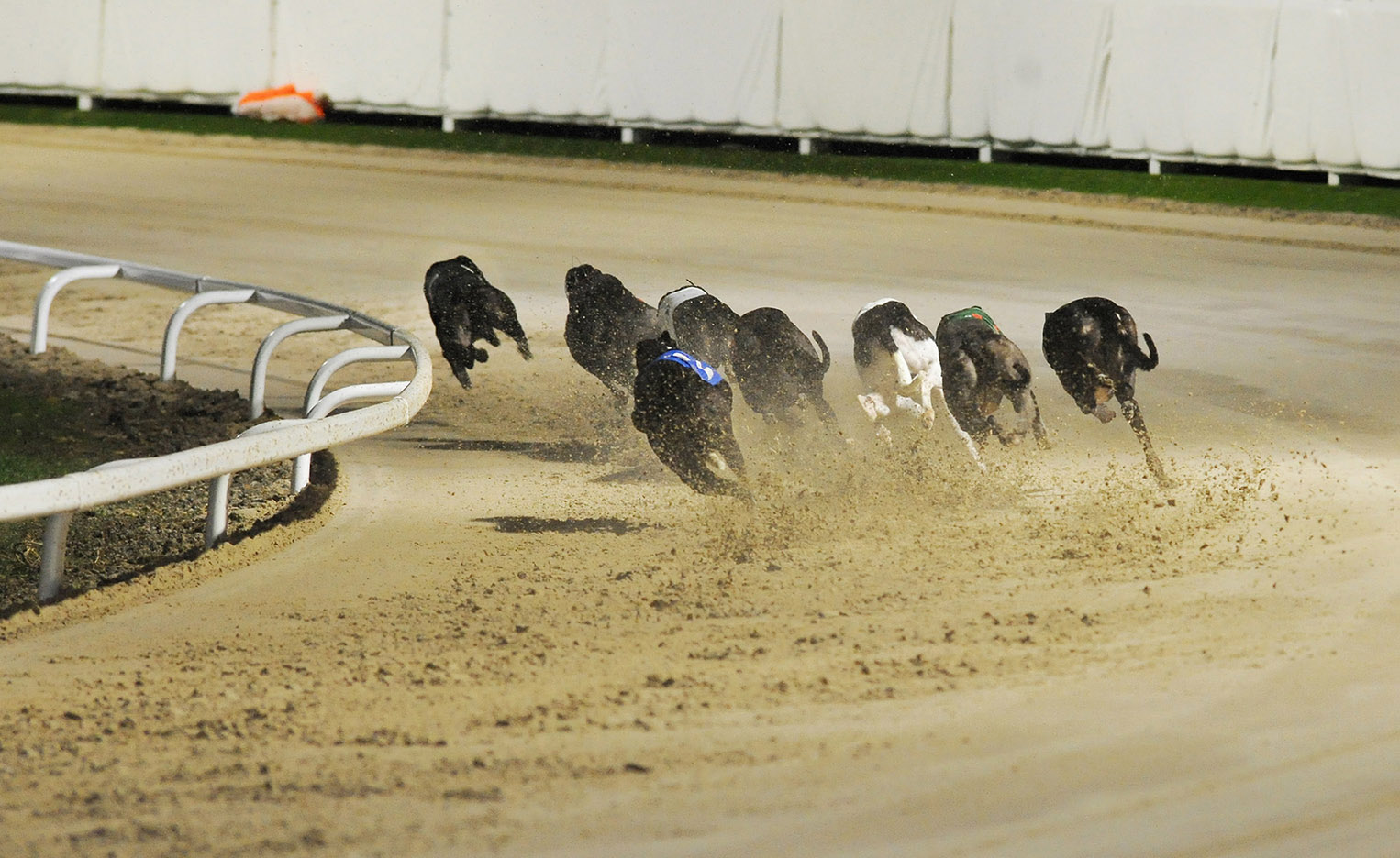THE NEW LOOK TOWCESTER - Greyhound Star | News from the Greyhound Industry