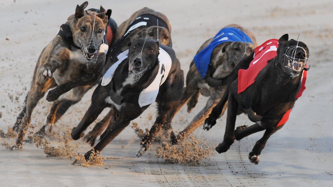 TOWCESTER WINNING TIMES - Greyhound Star | News from the Greyhound Industry