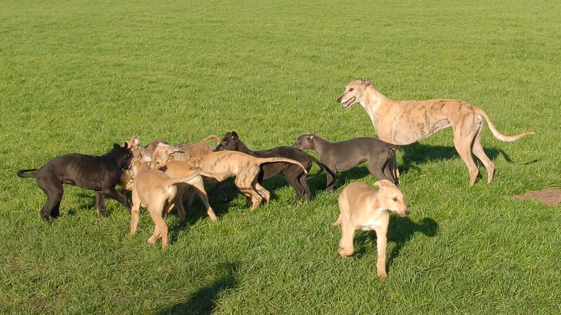 BRITISH BRED LITTERS UPDATE - Greyhound Star | News from the Greyhound ...