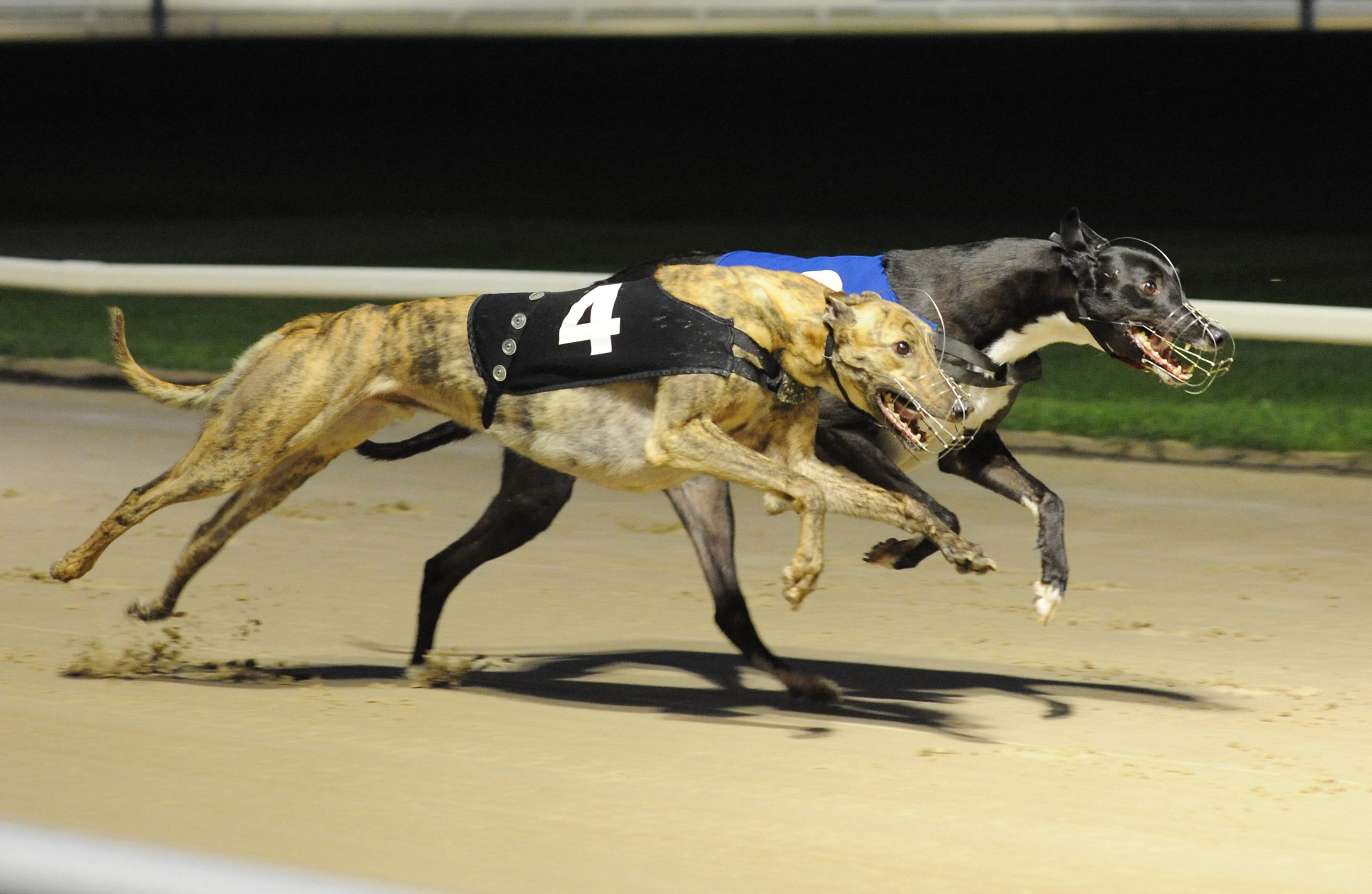 MARK WALLIS: THE DERBY, YOUNG STARS AND OPEN PLANNING - Greyhound Star ...