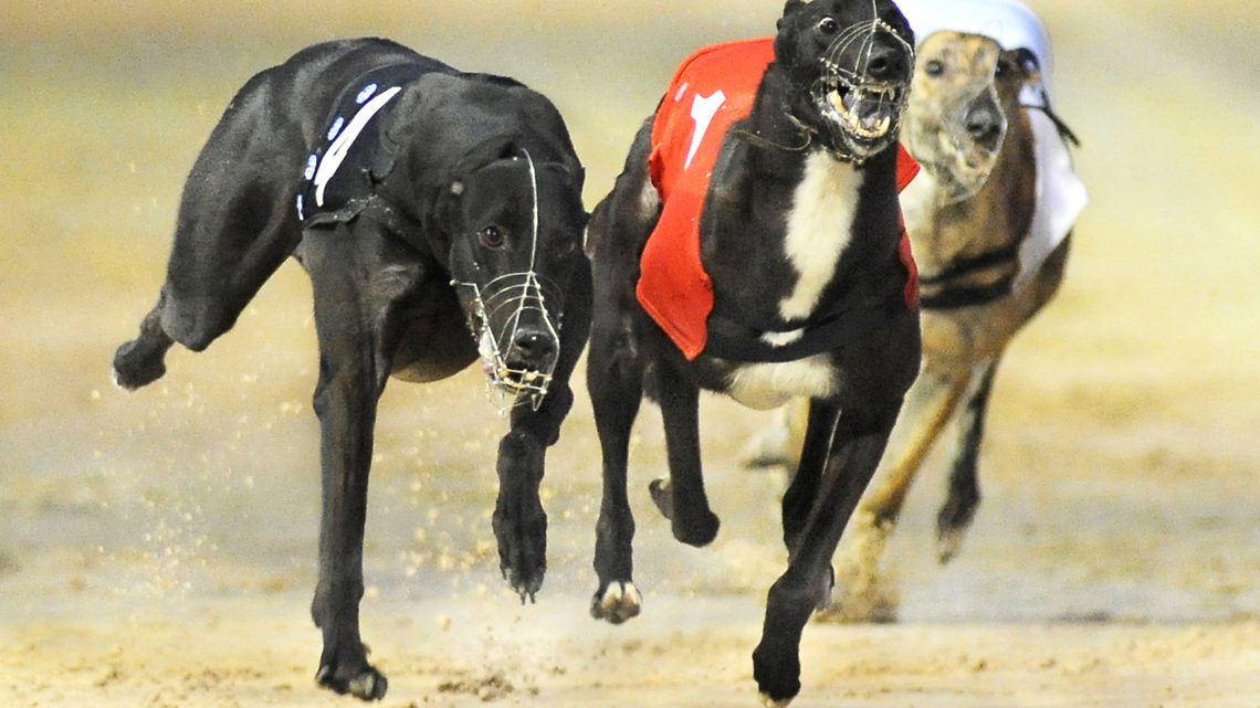 519 TRAINERS ON CHAMPIONSHIP TABLE - Greyhound Star | News from the ...