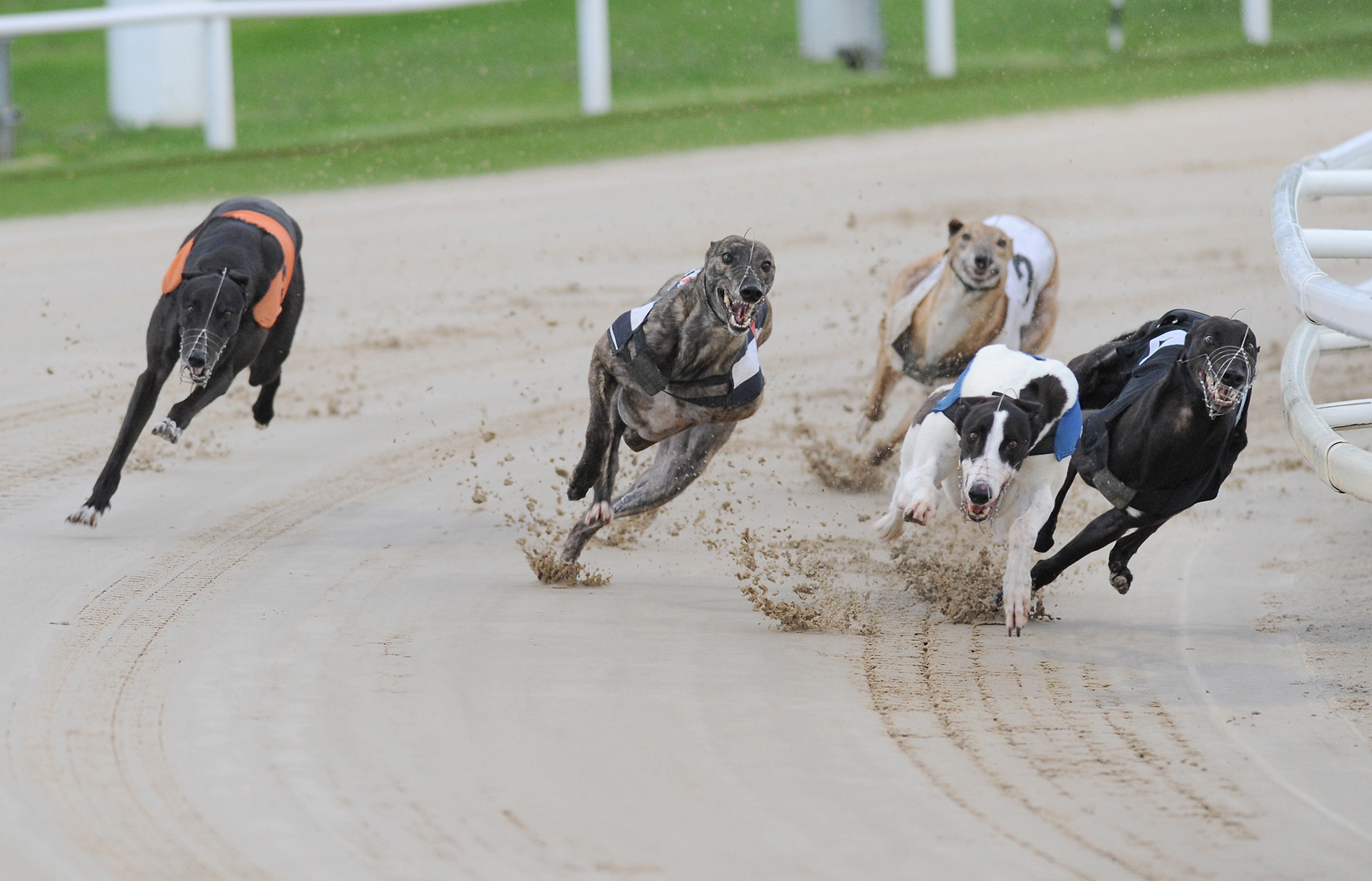 DERBY REVIEW - FRIDAY - Greyhound Star | News from the Greyhound Industry