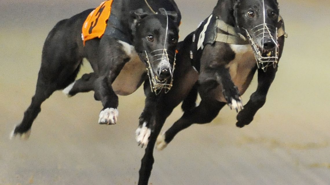 2017 RACE REVIEW (JAN-JUNE) - Greyhound Star | News from the Greyhound ...