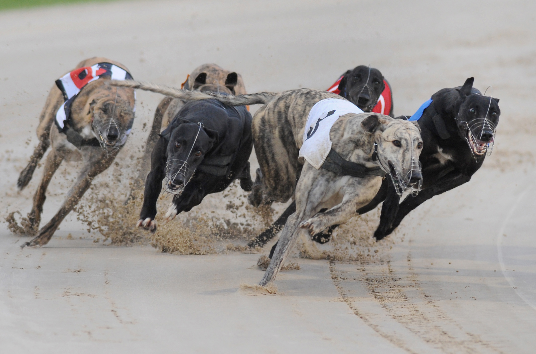 MCNAIR PHILOSOPHICAL ABOUT BROKEN HOCK FOR SHEERAN - Greyhound Star ...