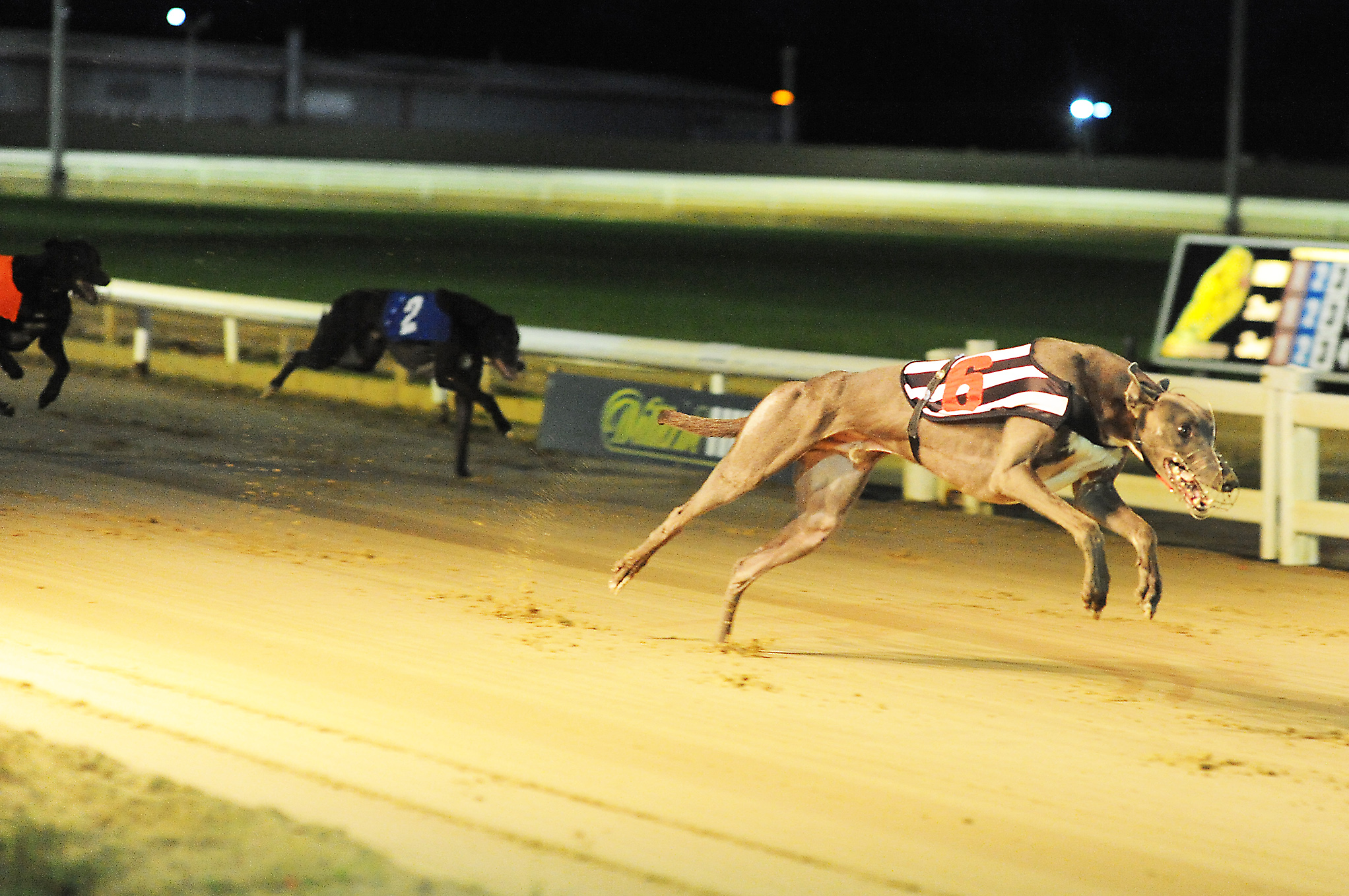 PETERBOROUGH DERBY REVIEW & FINAL DRAW - Greyhound Star | News from the ...