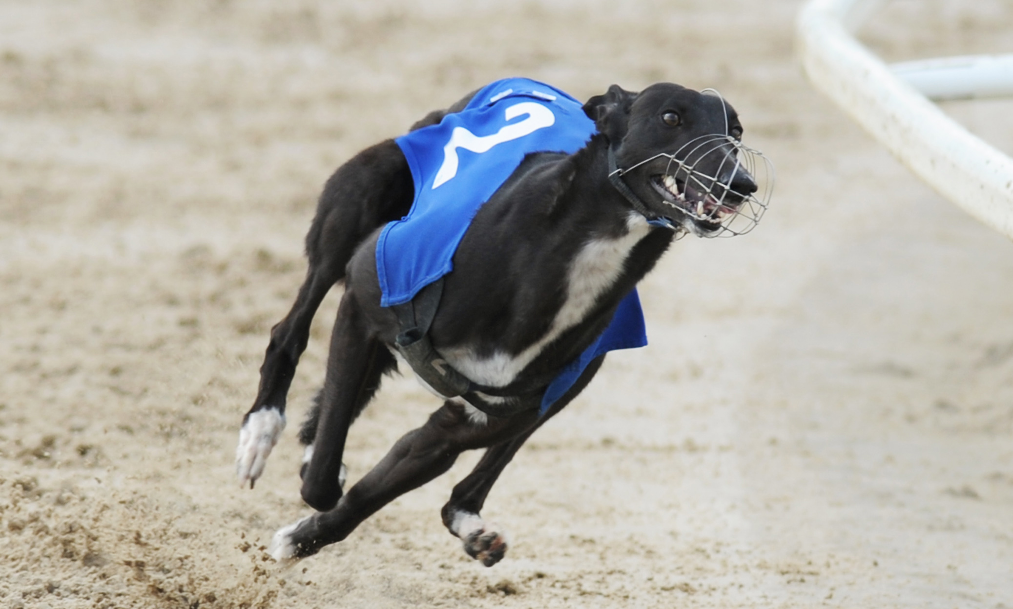 OPEN RACE WINNERS TABLE - Greyhound Star | News from the Greyhound Industry