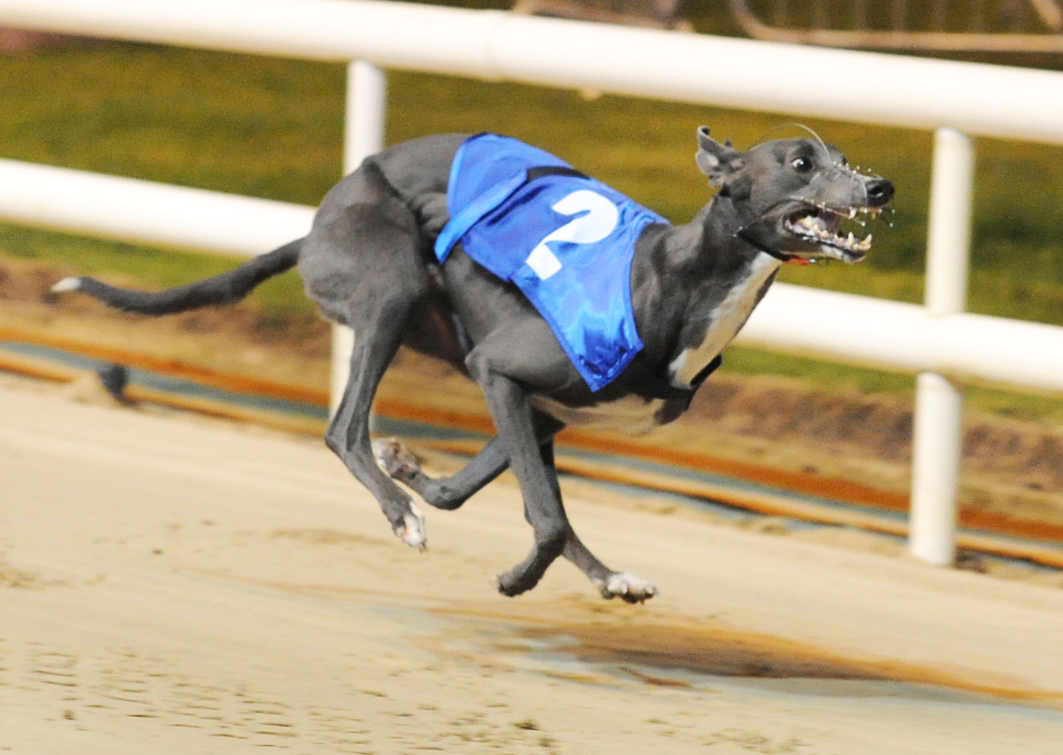 IRISH DERBY PICTURE COMPILATION - Greyhound Star | News from the ...