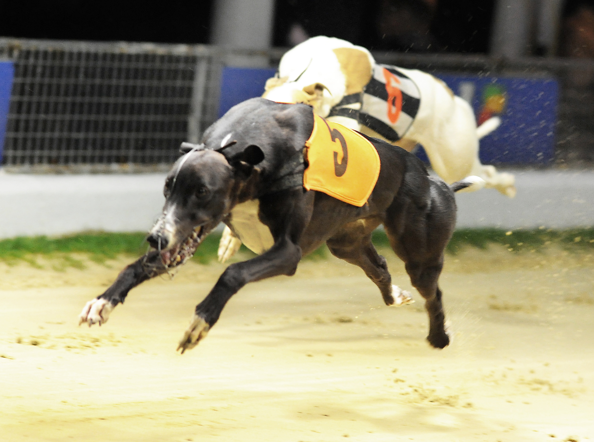 CLOCK FOR NIDGE: PUPPY CUP REVIEW/DRAW - Greyhound Star | News from the ...