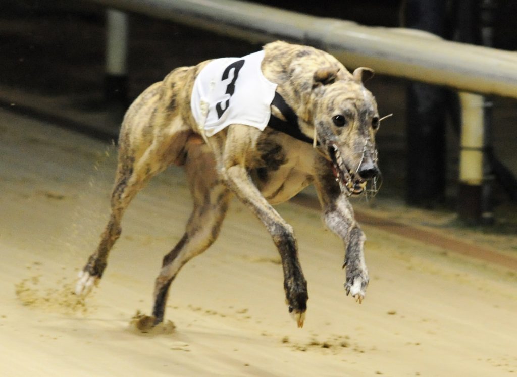 CLOCK FOR NIDGE: PUPPY CUP REVIEW/DRAW - Greyhound Star | News from the ...