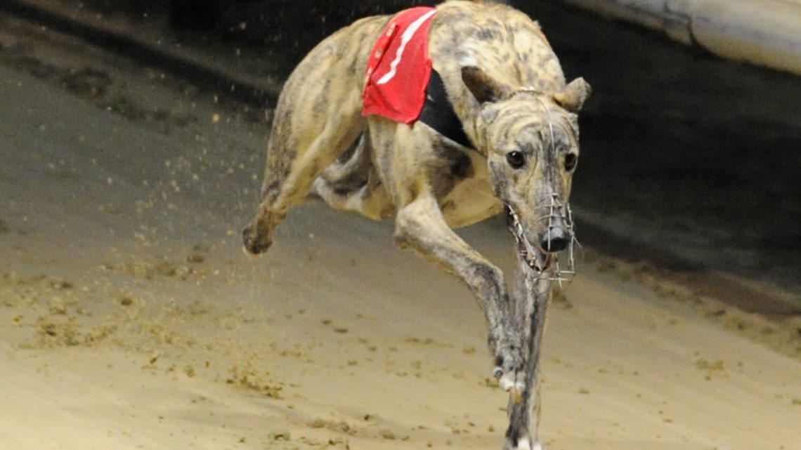 NIDGE GIVES CRITICS A NUDGE - Greyhound Star | News from the Greyhound ...